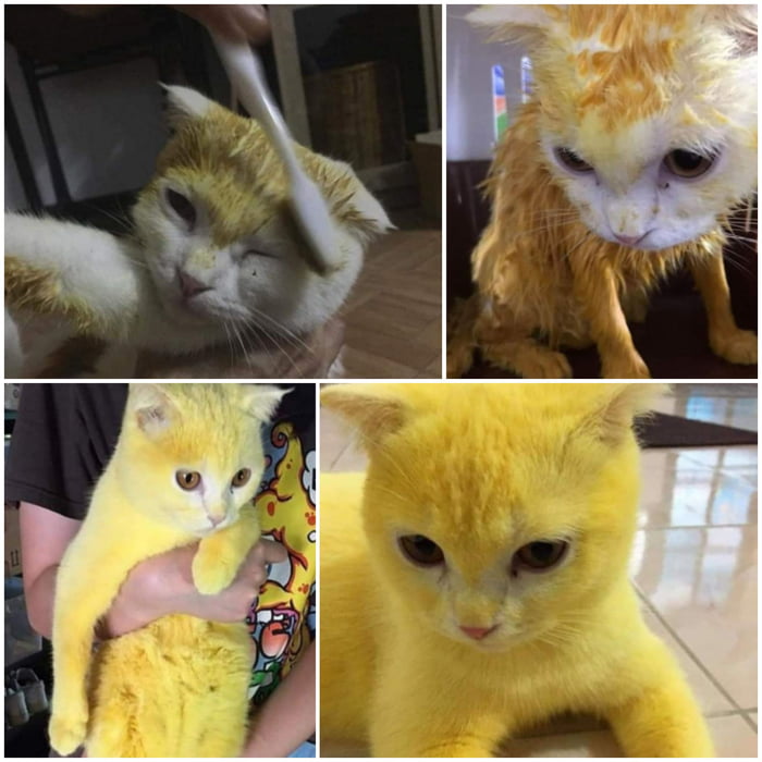 After getting a Turmeric Bath for fungal infections, cat gone full ...