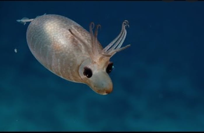 This is a Banded Piglet Squid (Helicocranchia pfefferi) and its ...