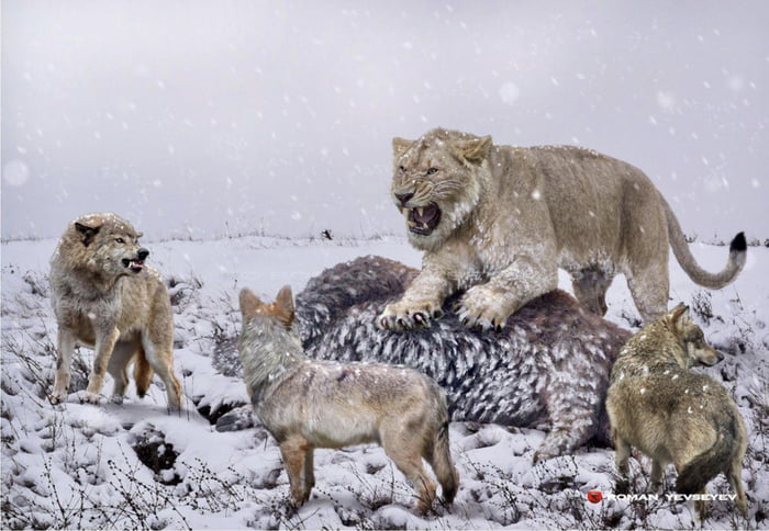 Panthera Leo Atrox American Lion