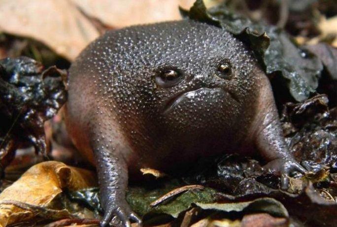 Breviceps Fuscus, The Black Rain Frog, endemic to South Africa. Can't ...