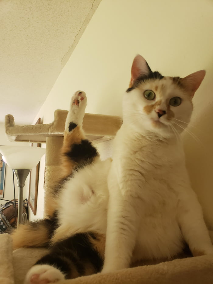 Sometimes she likes to show her favorite toe beans to the world - 9GAG