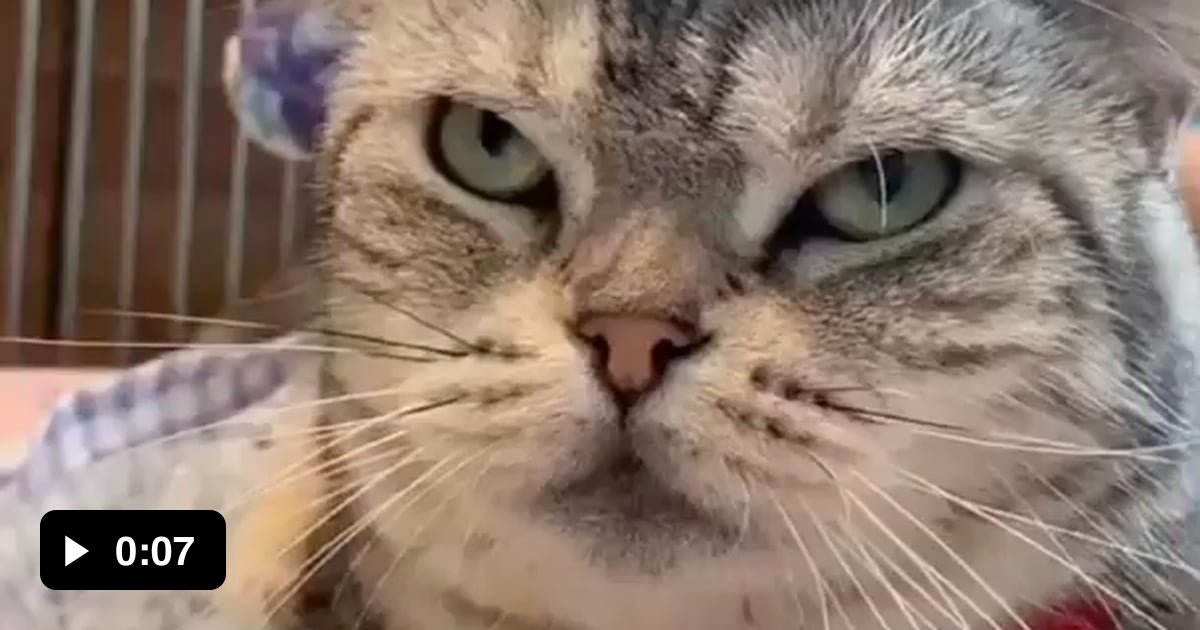 Angry Vs innocent - 9GAG