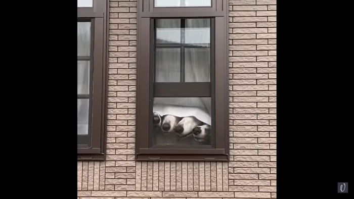 Snoot'th watcher of the window - 9GAG