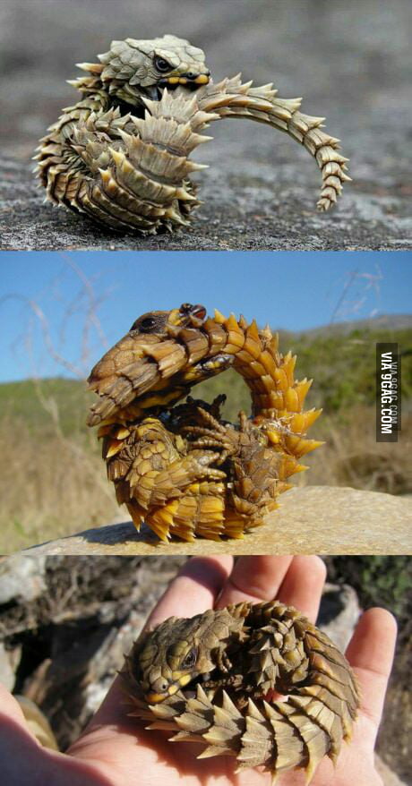 Real life Sandslash - 9GAG