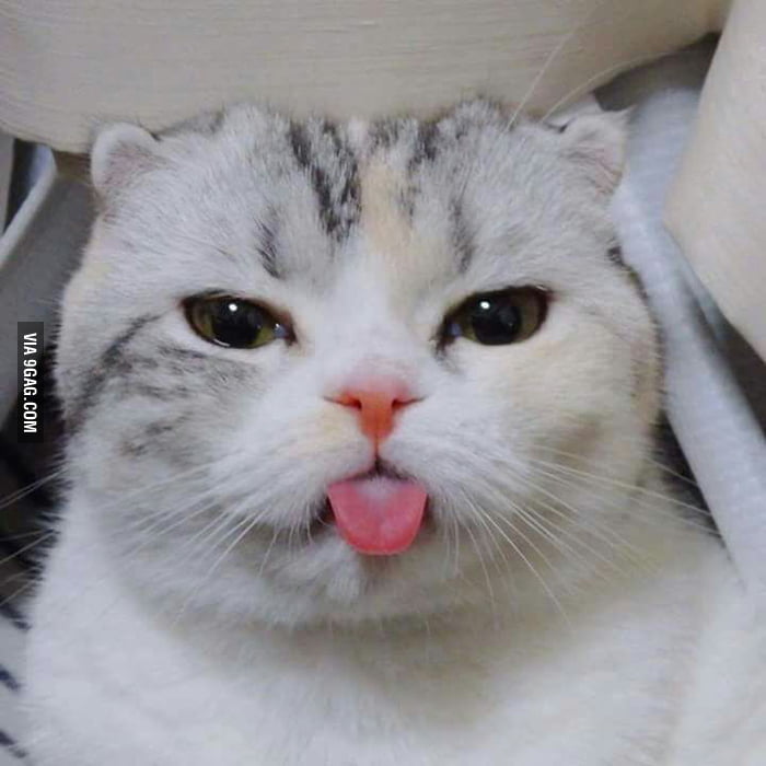 My Cat - 9GAG