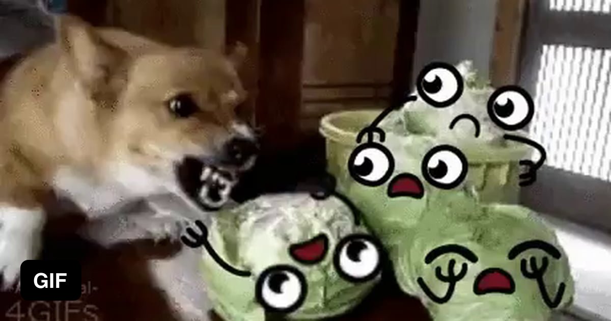 Attack of the doge! - 9GAG