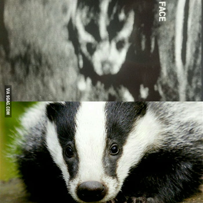 The first ultrasound of our first child. badger baby??? - 9GAG