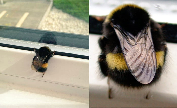 Just a Chonky Bee - 9GAG