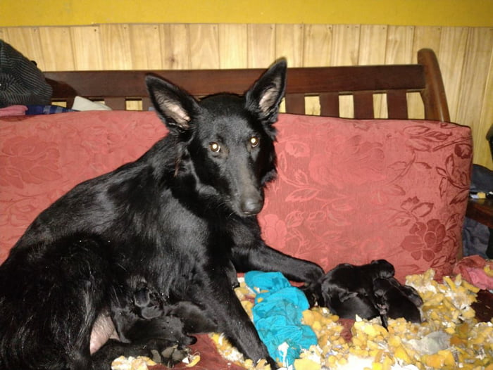 Yes, I had 10 pups and the couch kinda exploded... - 9GAG