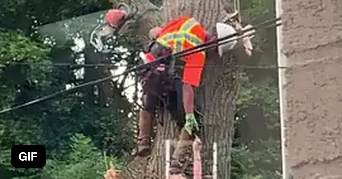 Tree cutting gone wrong - 9GAG