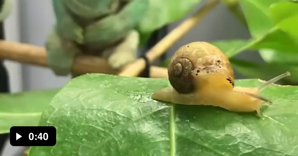 Chameleon Eats A Snail 9gag