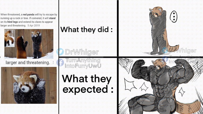 Red Panda - 9GAG