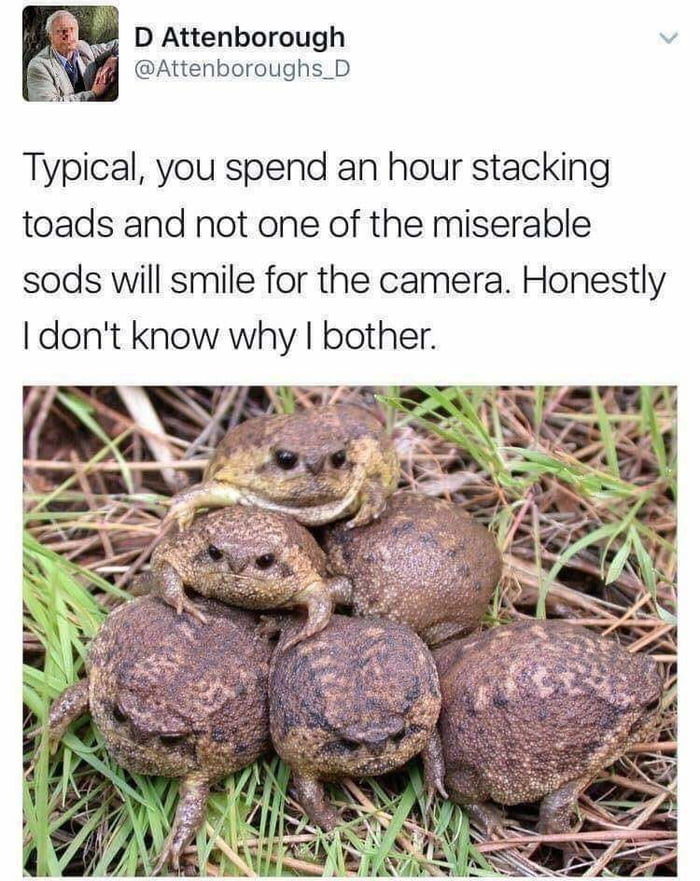 Stacking toads - 9GAG