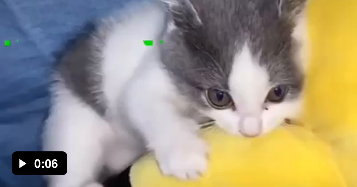 Catto goes brrr. - 9GAG