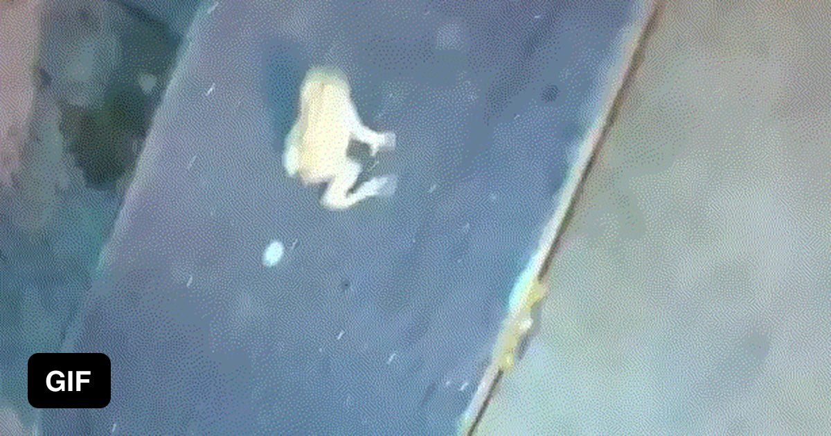 The amazing frog flip! - 9GAG