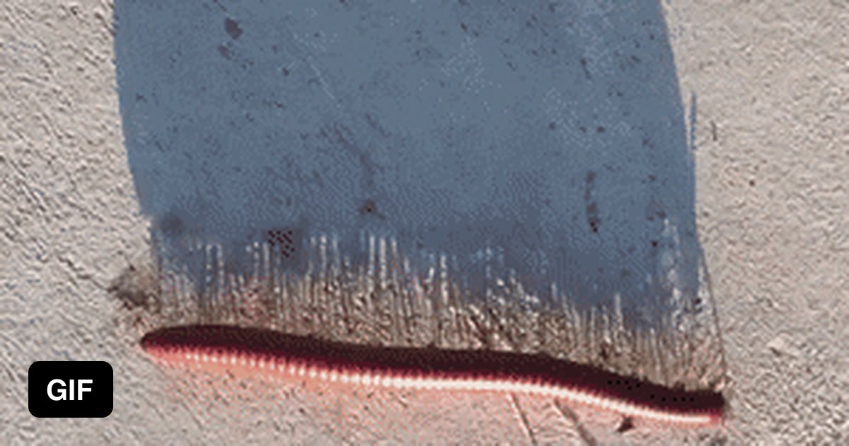 This giant millipede shadow - 9GAG
