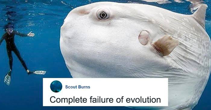 AoT Ending without spoiler. Fking fish - 9GAG