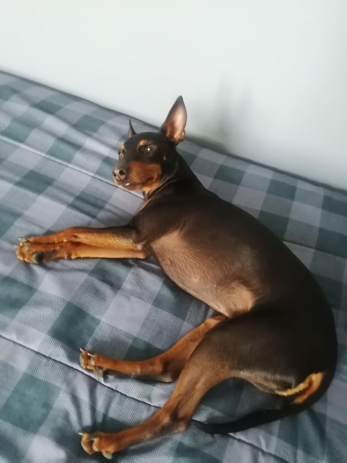 He's good boy a little unimpressed however - 9GAG