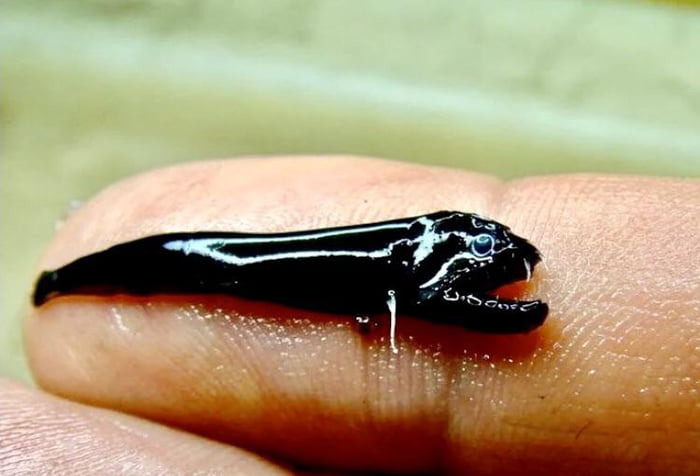 This tiny, very bizarre looking fish was recently discovered living ...