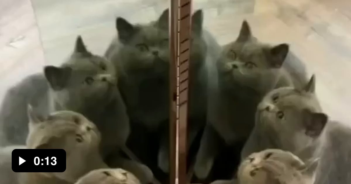 How many cats are there? - 9GAG