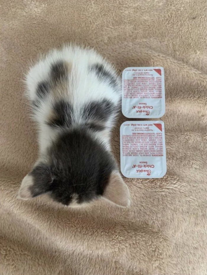 I am the size of... two sauce - 9GAG