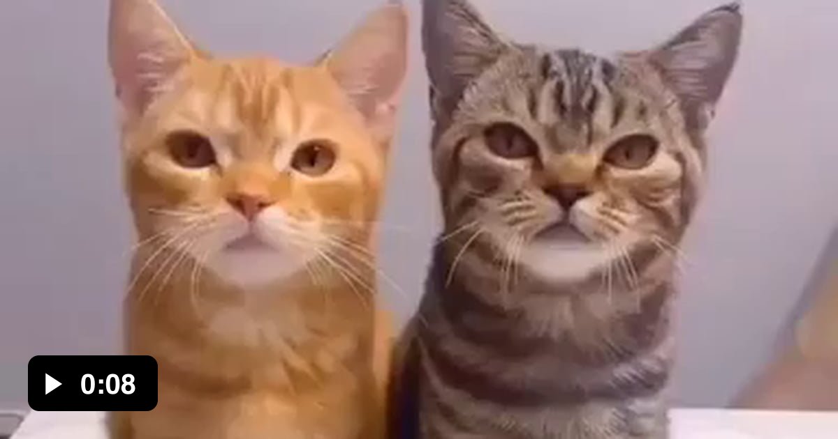 We're cats not awiens. Honest - 9GAG