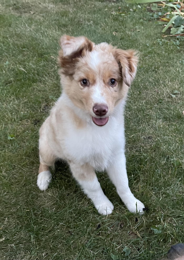 Mini mini Aussie! - 9GAG