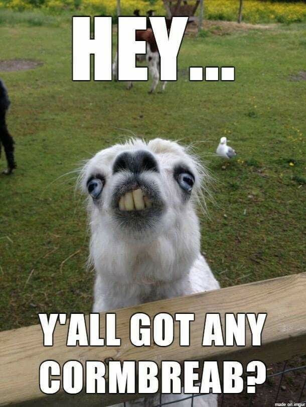 Hey.. y'all got any cornbread? - 9GAG