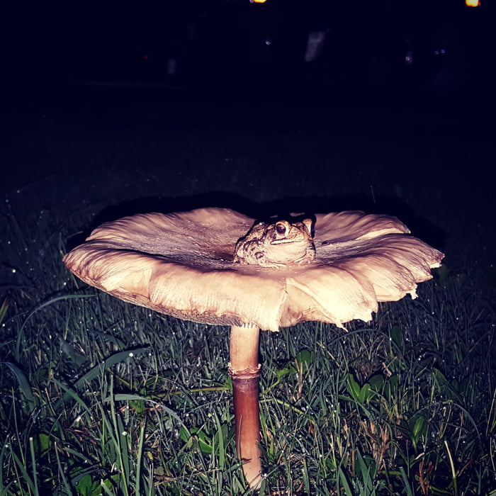 Toadally cool toad on a toadstool - 9GAG
