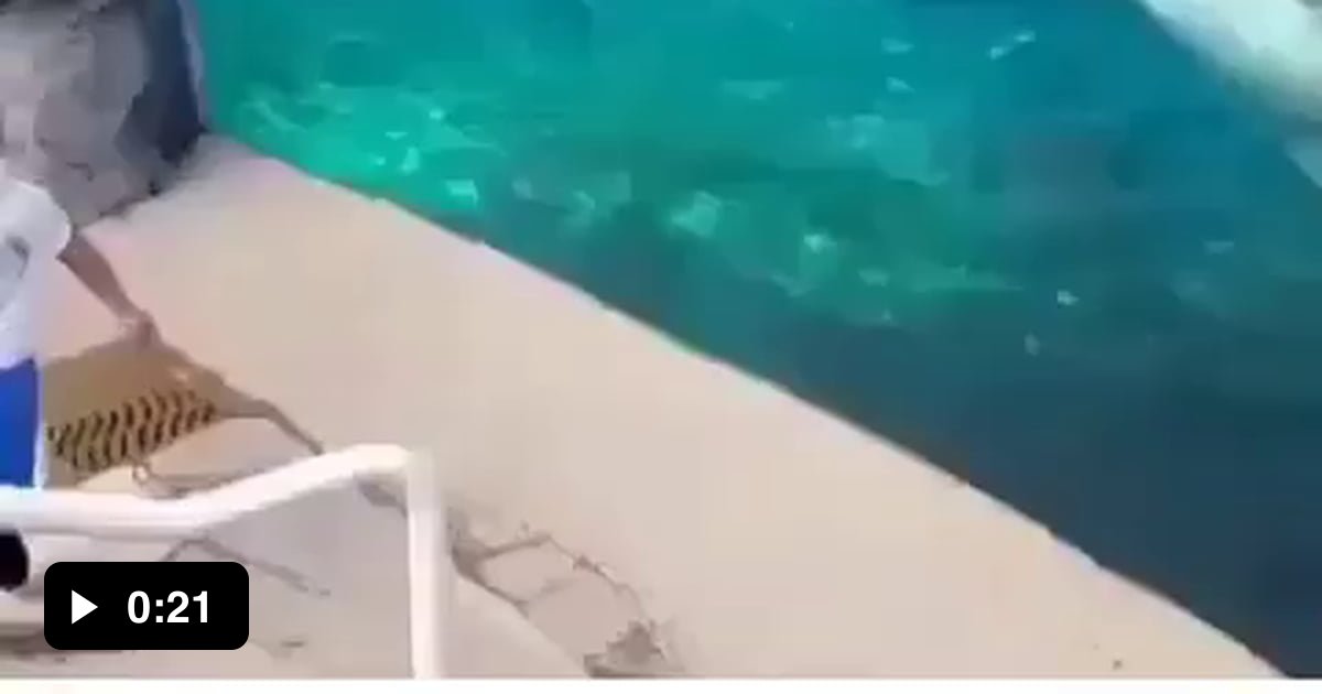 Nice trick hooman. - 9GAG