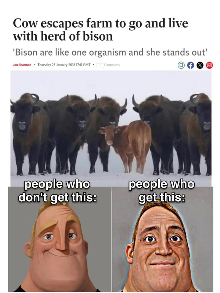 Five Bisons one cow - 9GAG