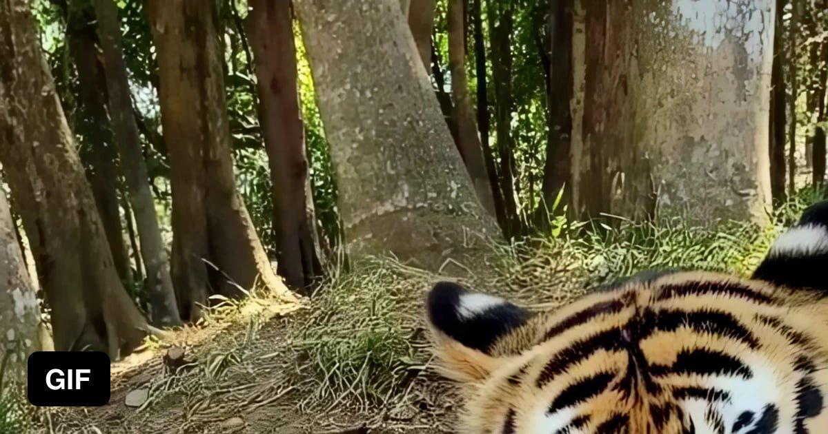 Sleepy tiger - 9GAG