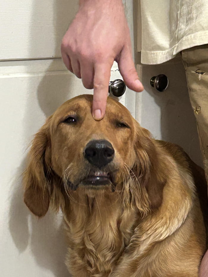 Post your Dog’s Silliest/Dirp Face - 9GAG