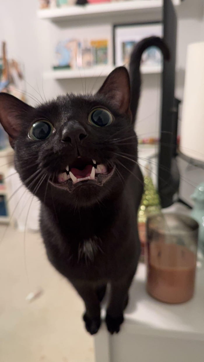 This is the face of a starving kitty - 9GAG