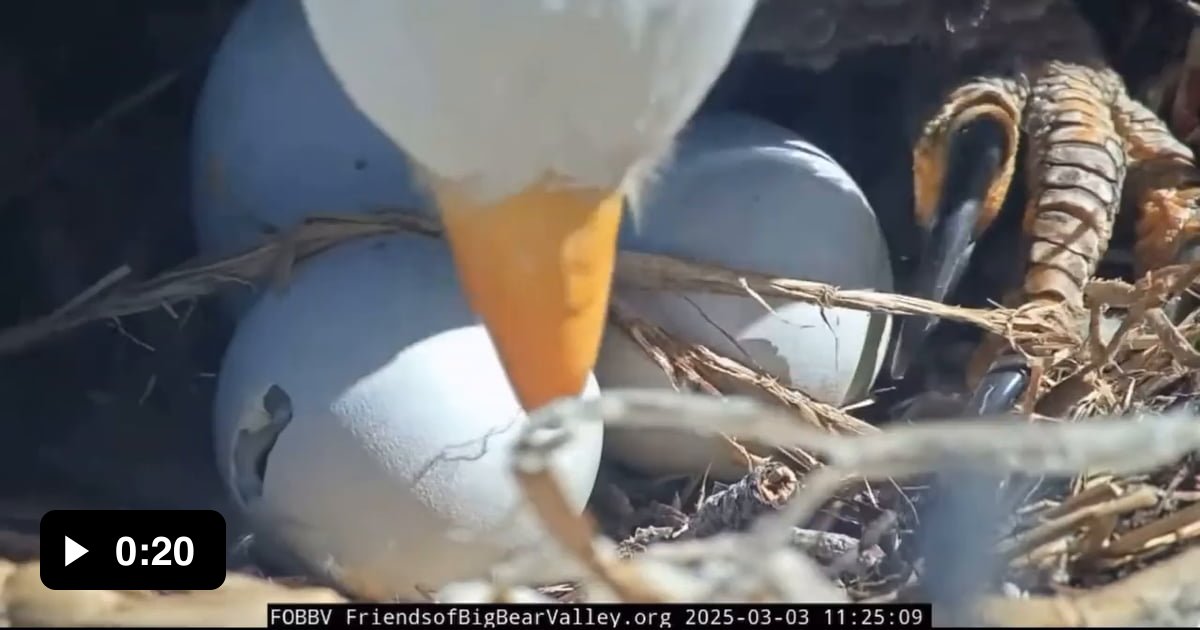 An American Bald Eagle Gently Sits on its nearly hatched eggs. - 9GAG