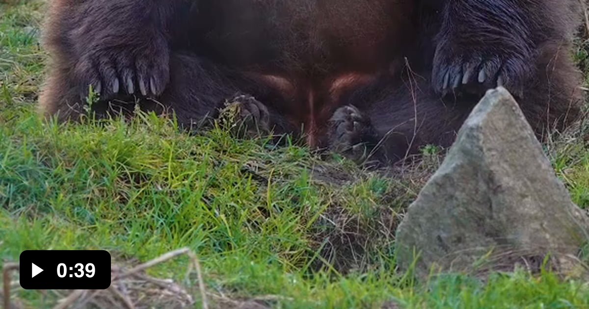 Sleepy fluffy teddy bear - 9GAG