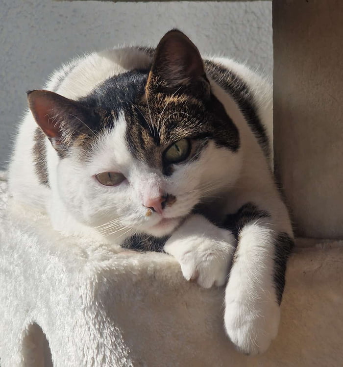 This is Mia. A friend's lovely cat. A bit shy but she agreed that I could show her. - 9GAG