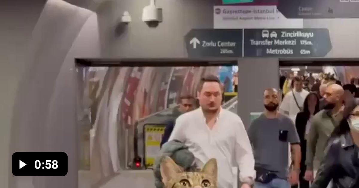 Cat statue on subway - 9GAG