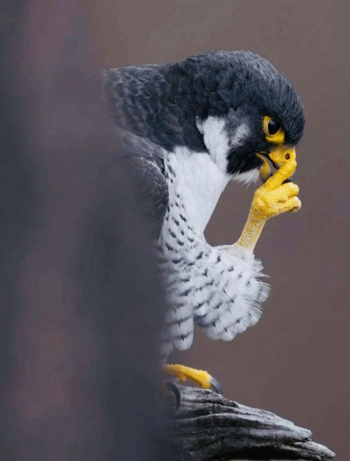 Pin drop silence 🤫 - 9GAG