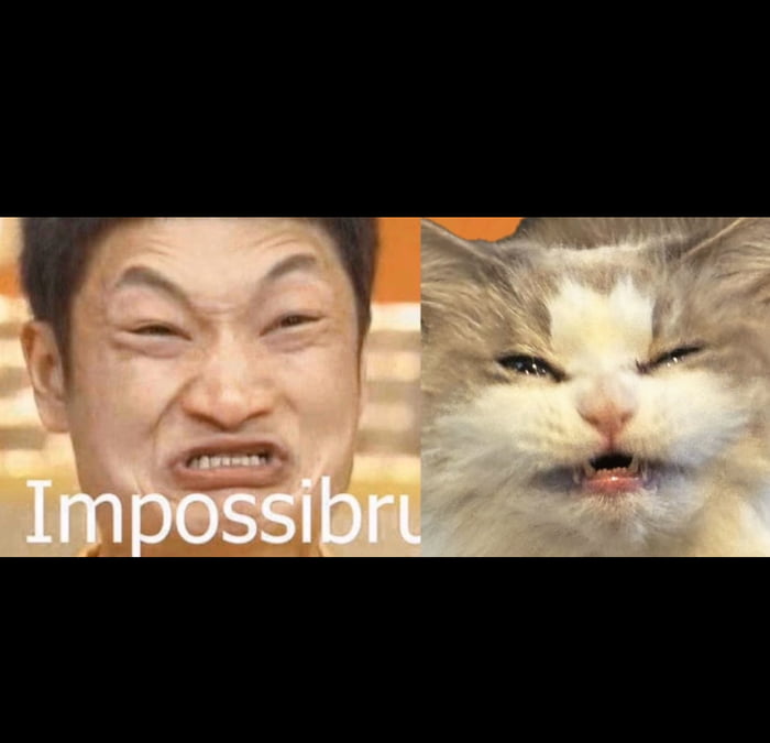 Derp cat - 9GAG