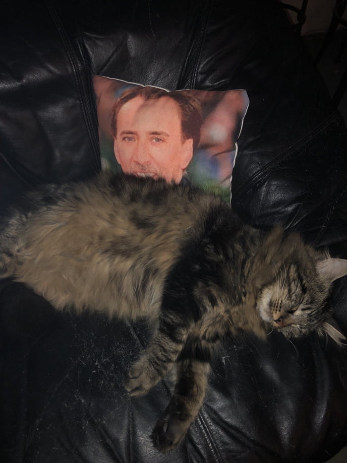Inky Bear on his favorite armchair with his NIck Cage cushion - 9GAG