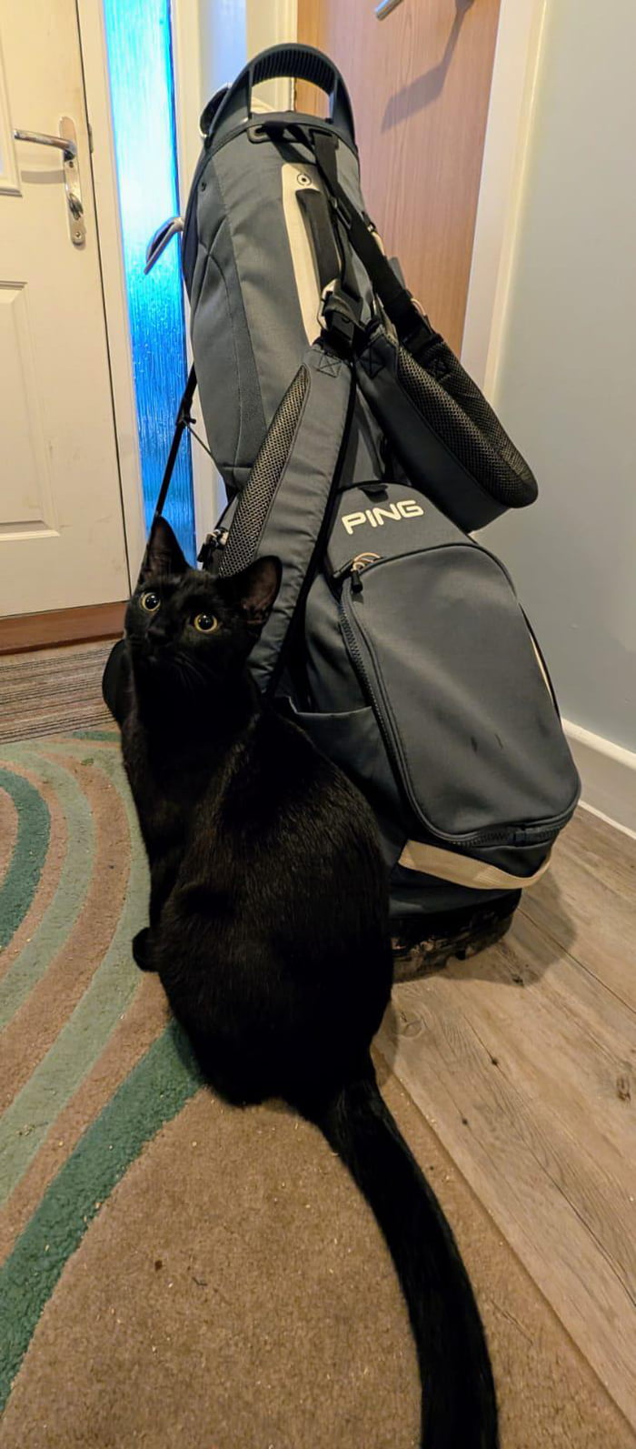 Cat caddy. Or maybe “cat-dy”? - 9GAG