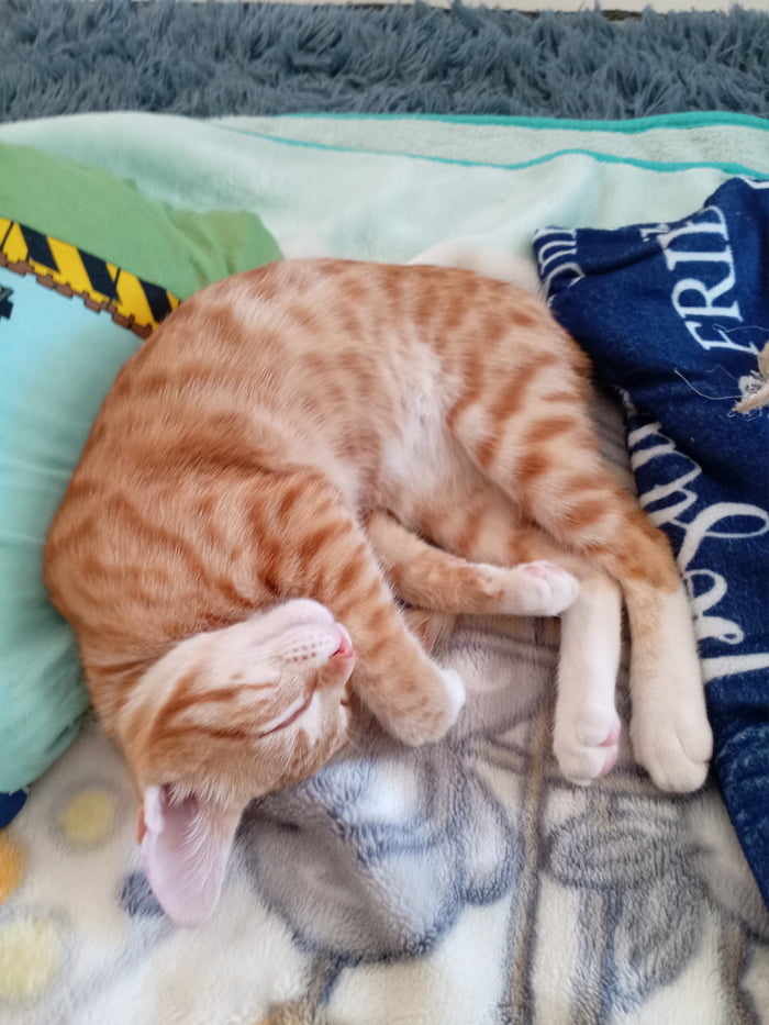 Jonesy my 6 month old ginger - 9GAG