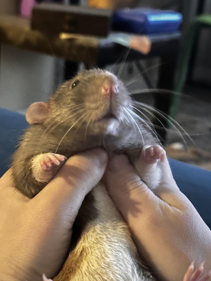 RAT: Advanced Pest Control Device - 9GAG