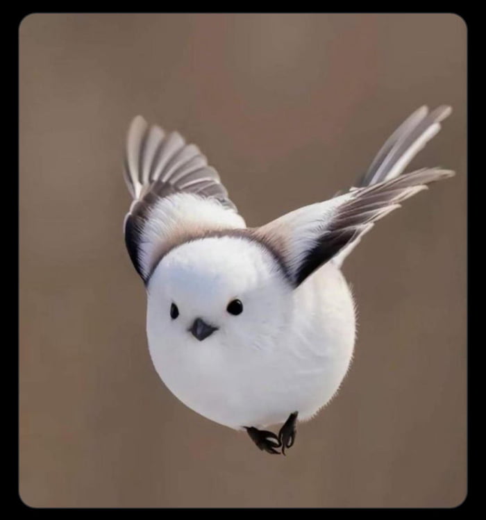 A Japanese snow fairy bird - 9GAG