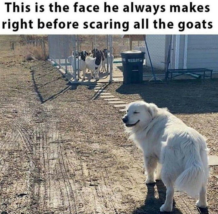 That's the look of pure mischief. - 9GAG