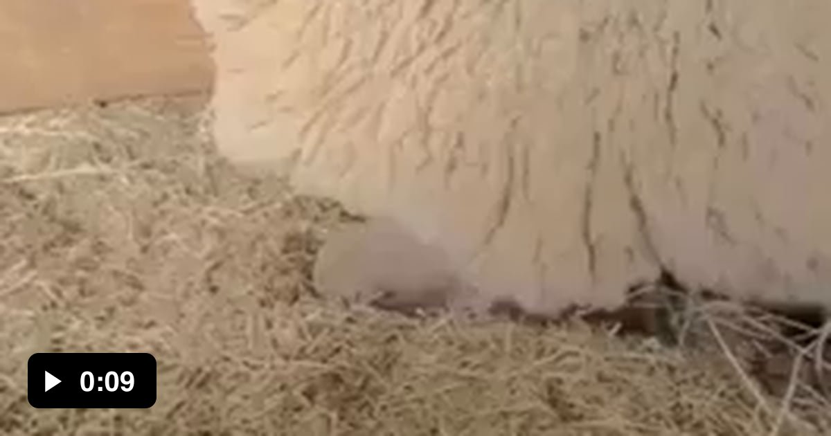 Somewhere on a farm 🐱 - 9GAG