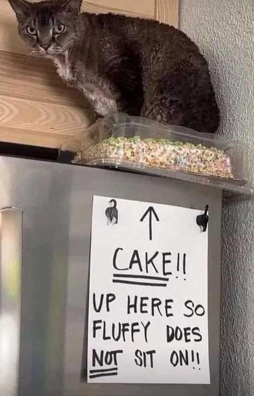 The cats a menace. - 9GAG