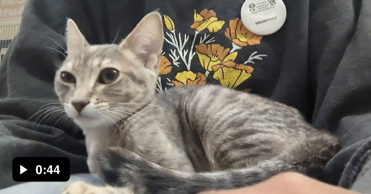 Callie (Live!) - 9GAG