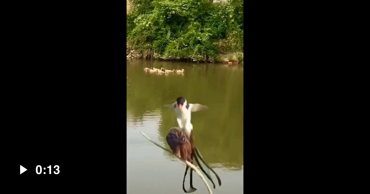 Why did the Whydah bird's mating dance go viral? - 9GAG